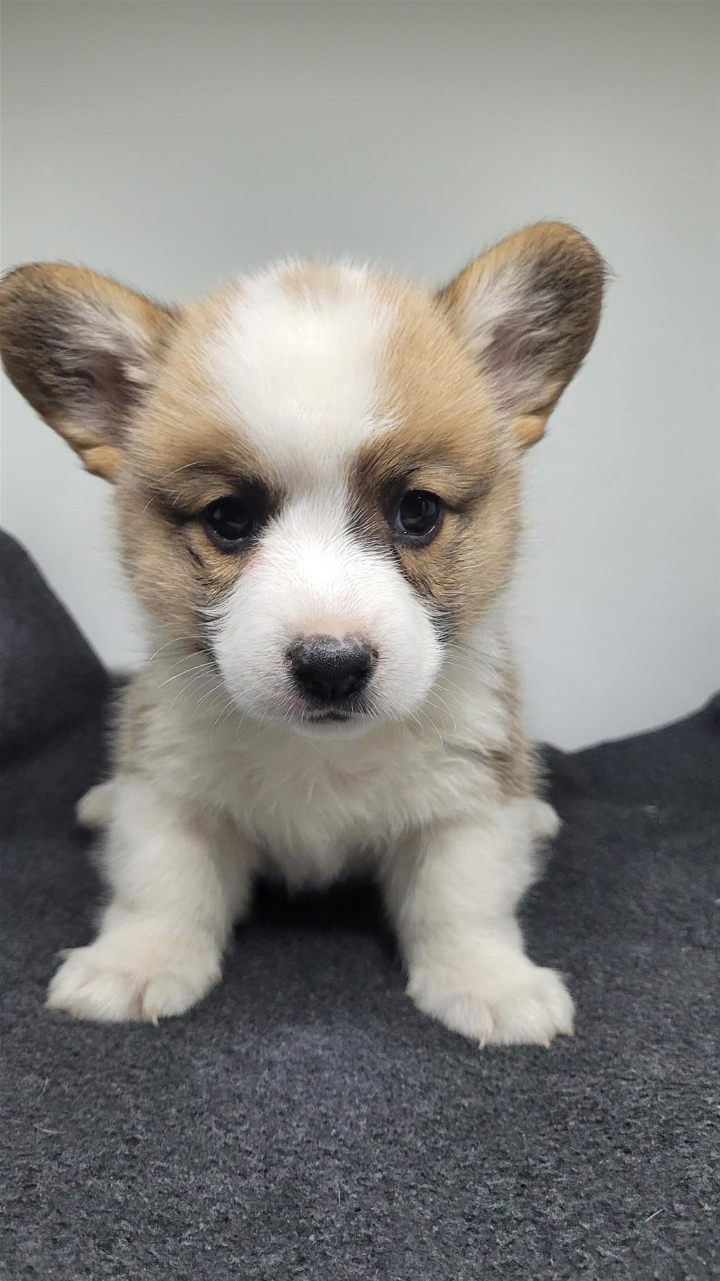 Corgi Pups | Junk Mail Marketplace