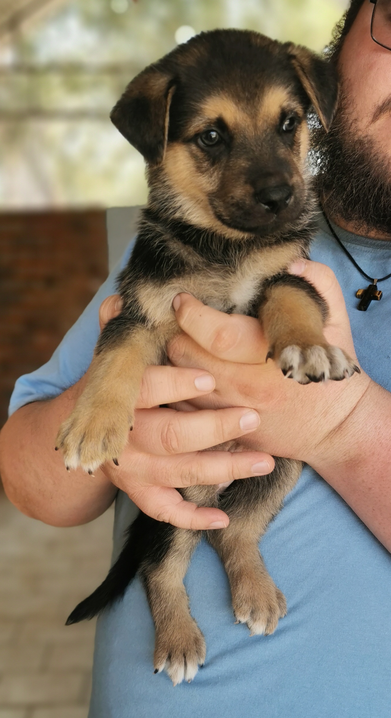 GSD x Rhodesian Ridgeback | Junk Mail Marketplace