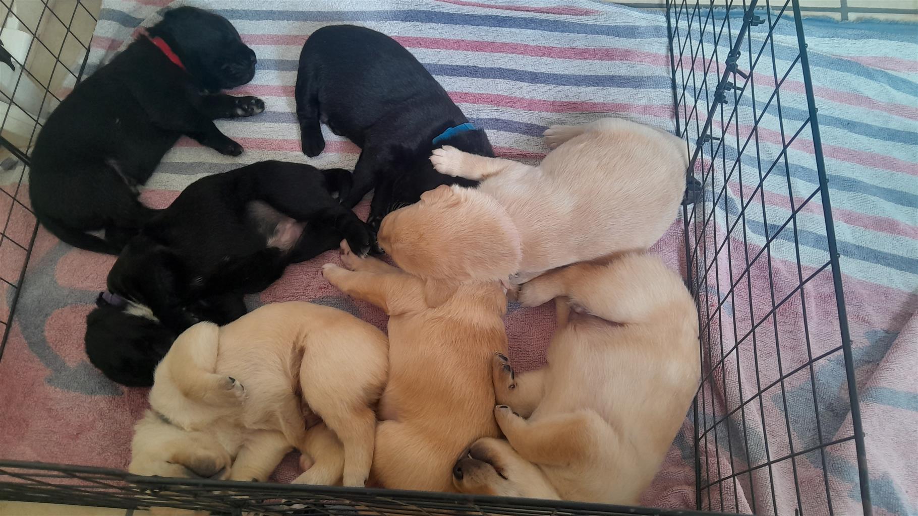 Pure bred labrador puppies | Junk Mail