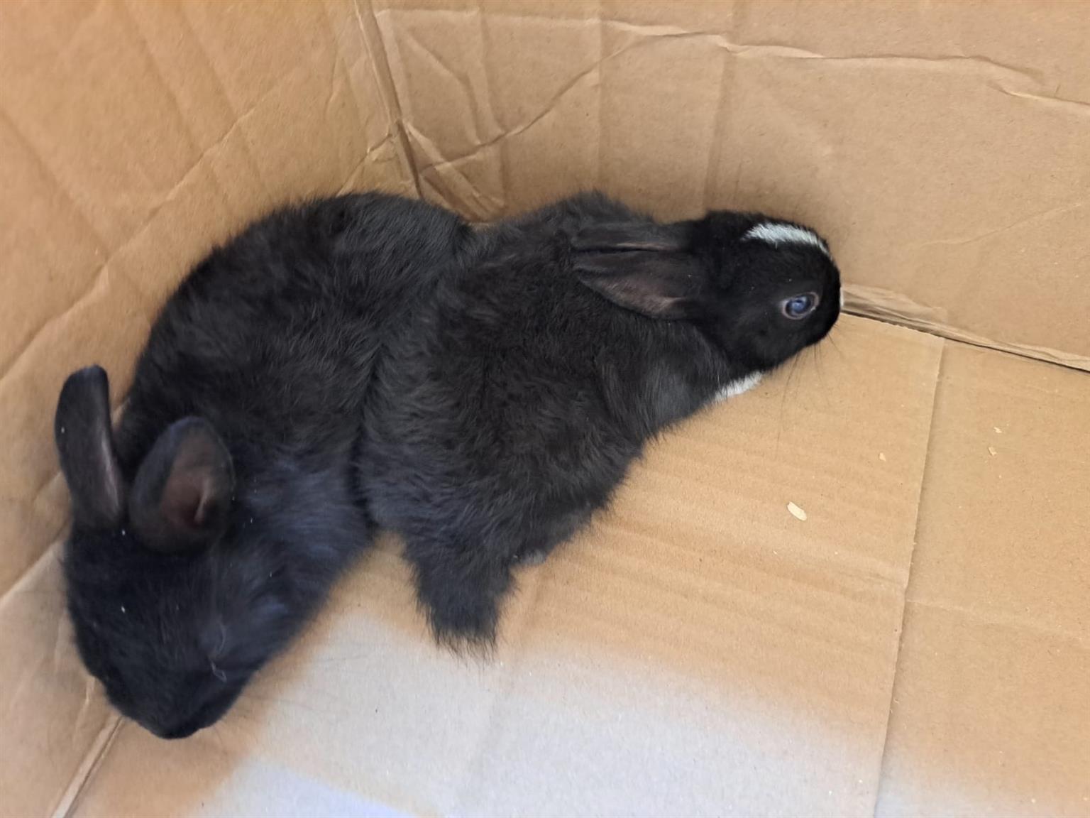 4 BABY RABBITS FOR SALE | Junk Mail Marketplace