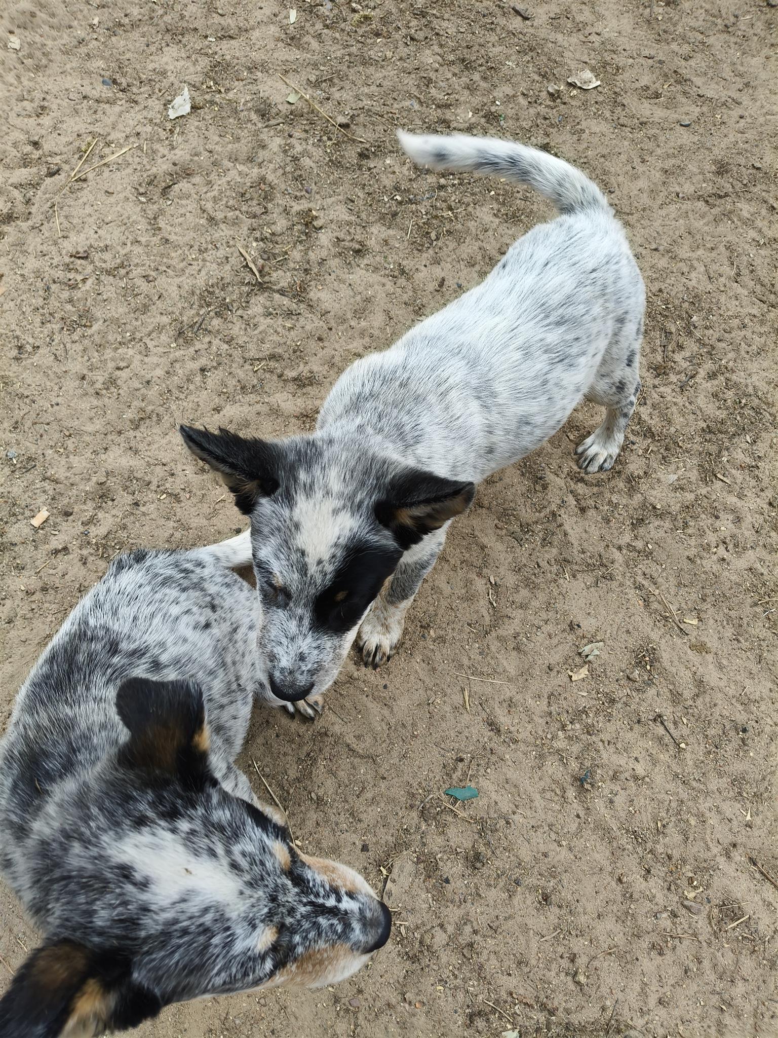 Australian Cattle Dog Puppies for Sale. Partially Trained Working Dogs ...