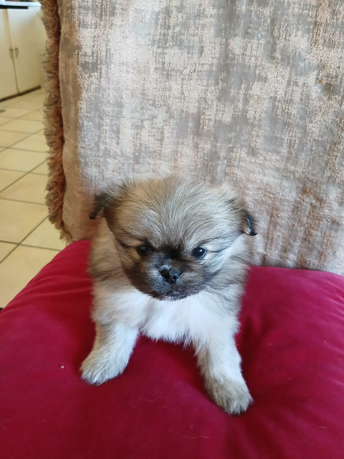 Miniature Pekingese | Junk Mail Marketplace