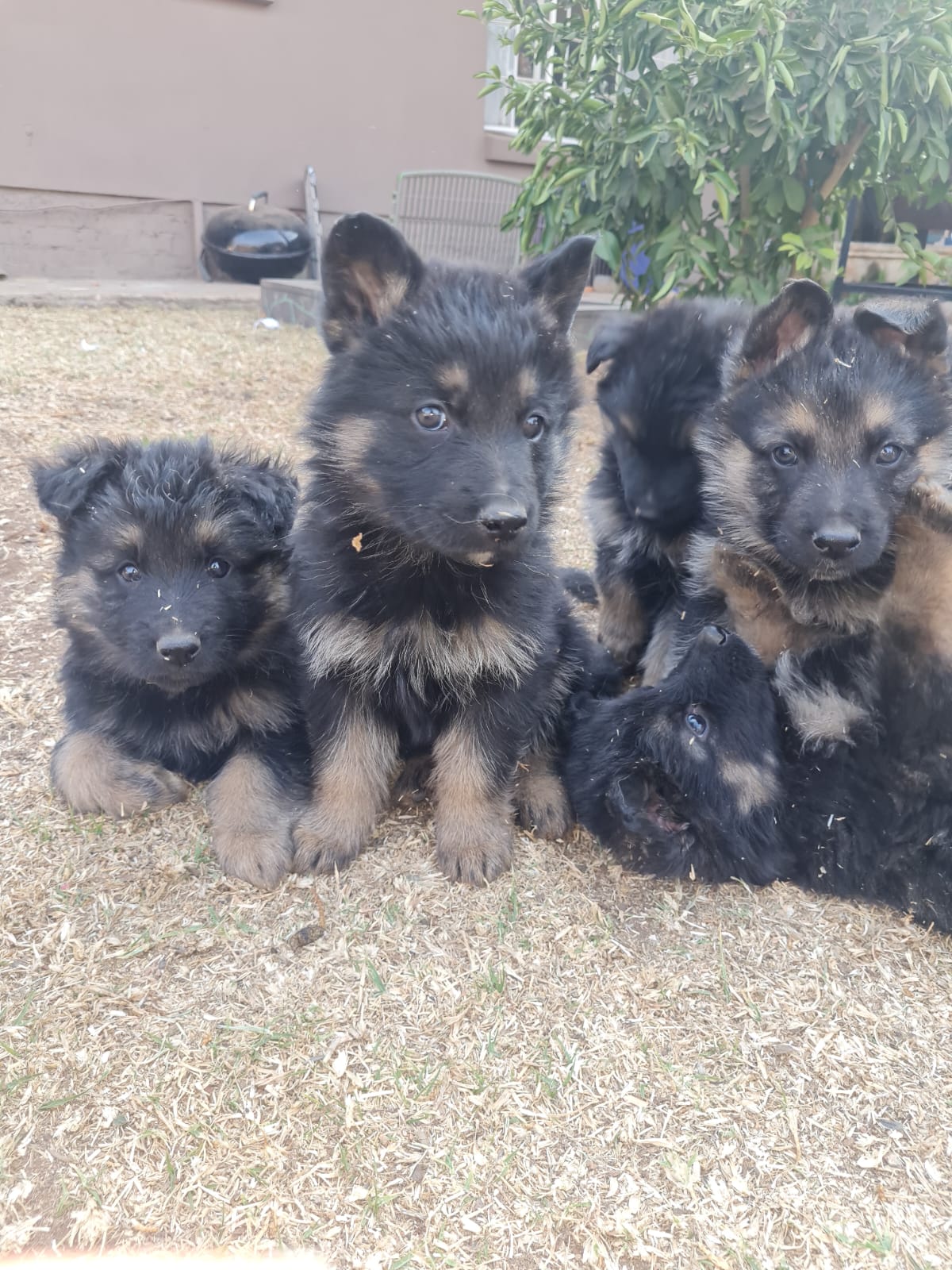 Pure bred German Shepherd | Junk Mail