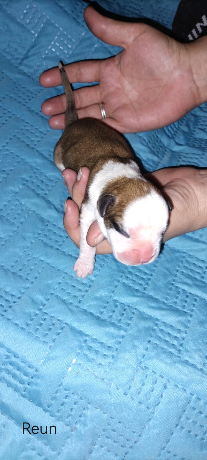 Boxer puppies | Junk Mail Marketplace