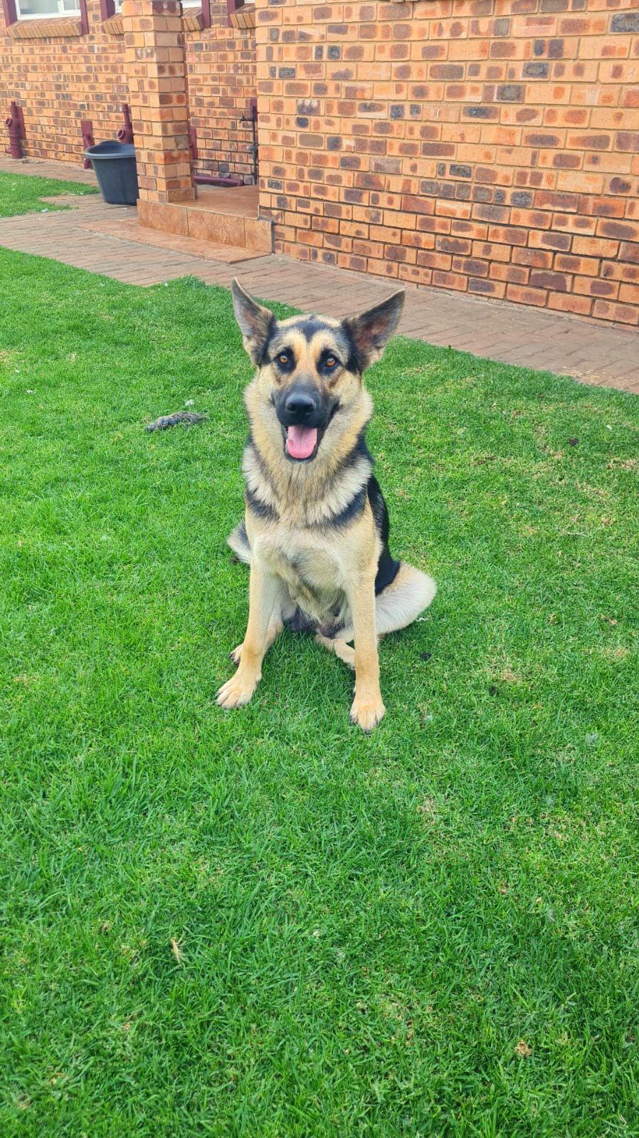 German Shepherd puppies | Junk Mail