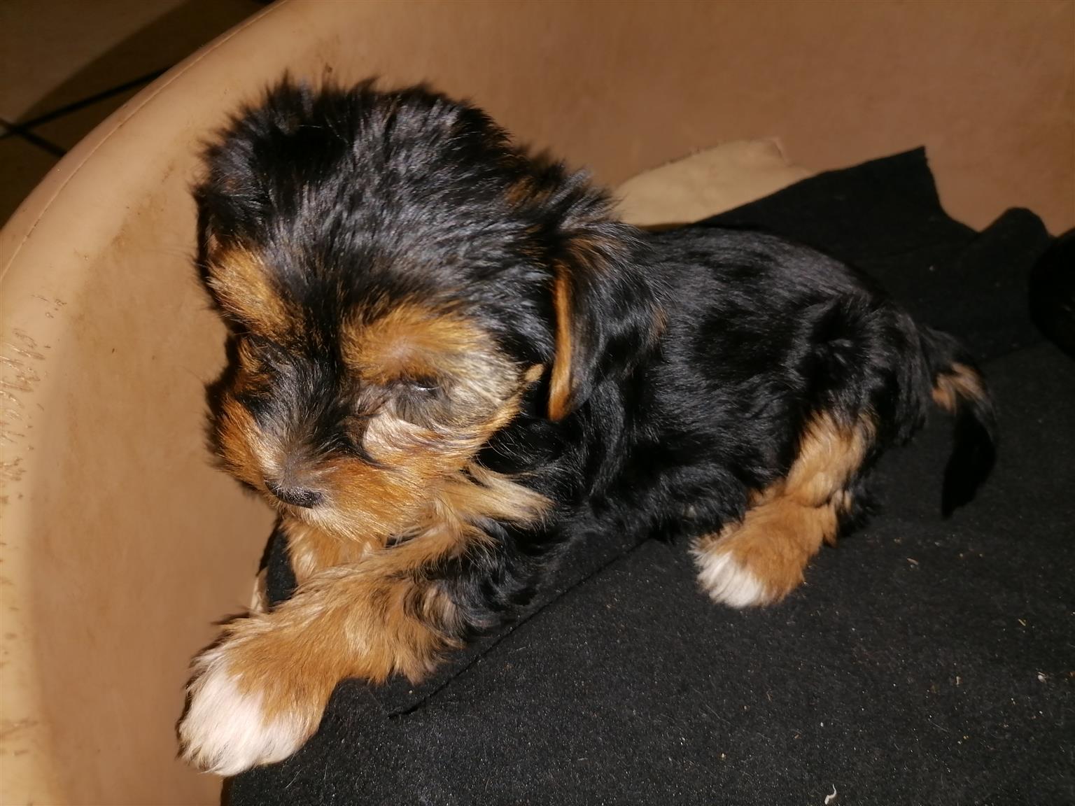 Traditional Pure breed Yorkie puppies | Junk Mail