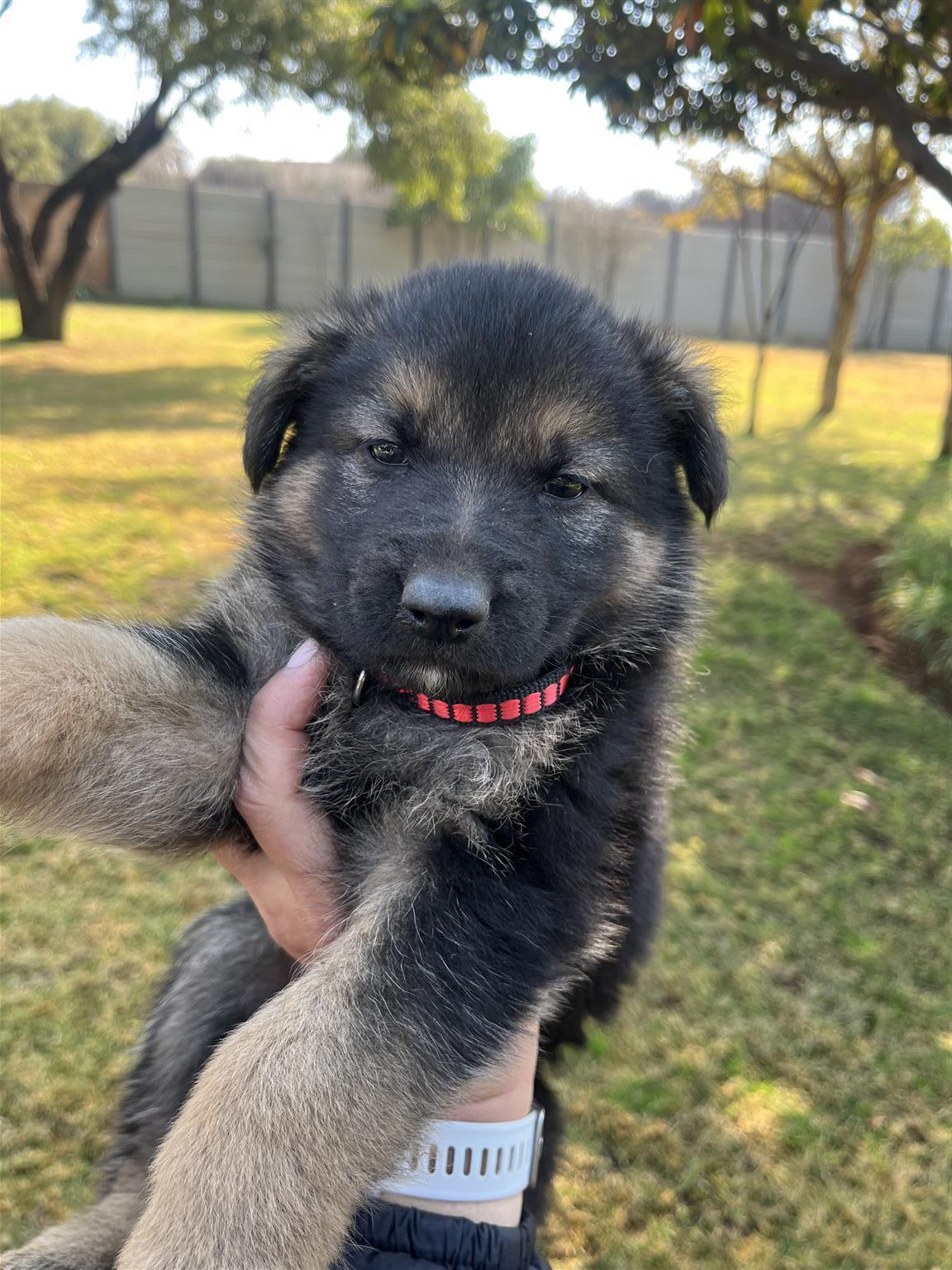 Shollie Puppies for sale | Junk Mail