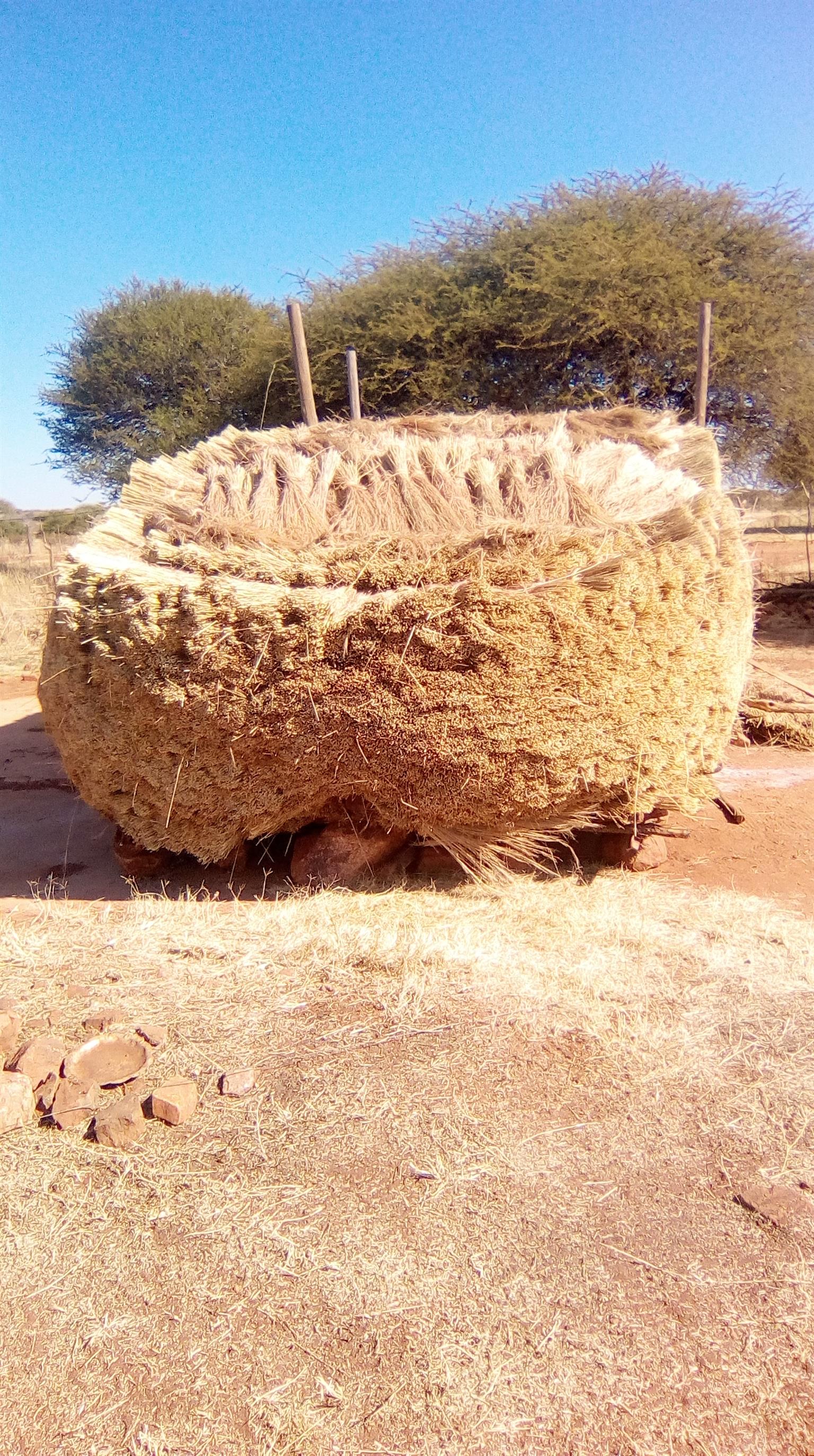 Thatch grass. | Junk Mail