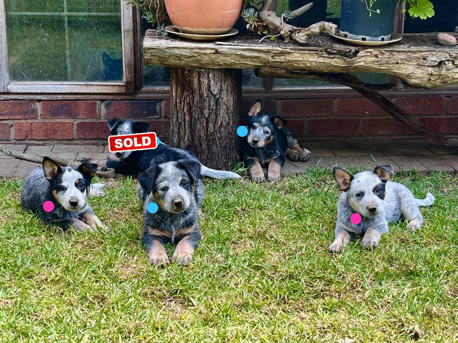 Beeshonde / Australian Cattle Dog | Junk Mail Marketplace