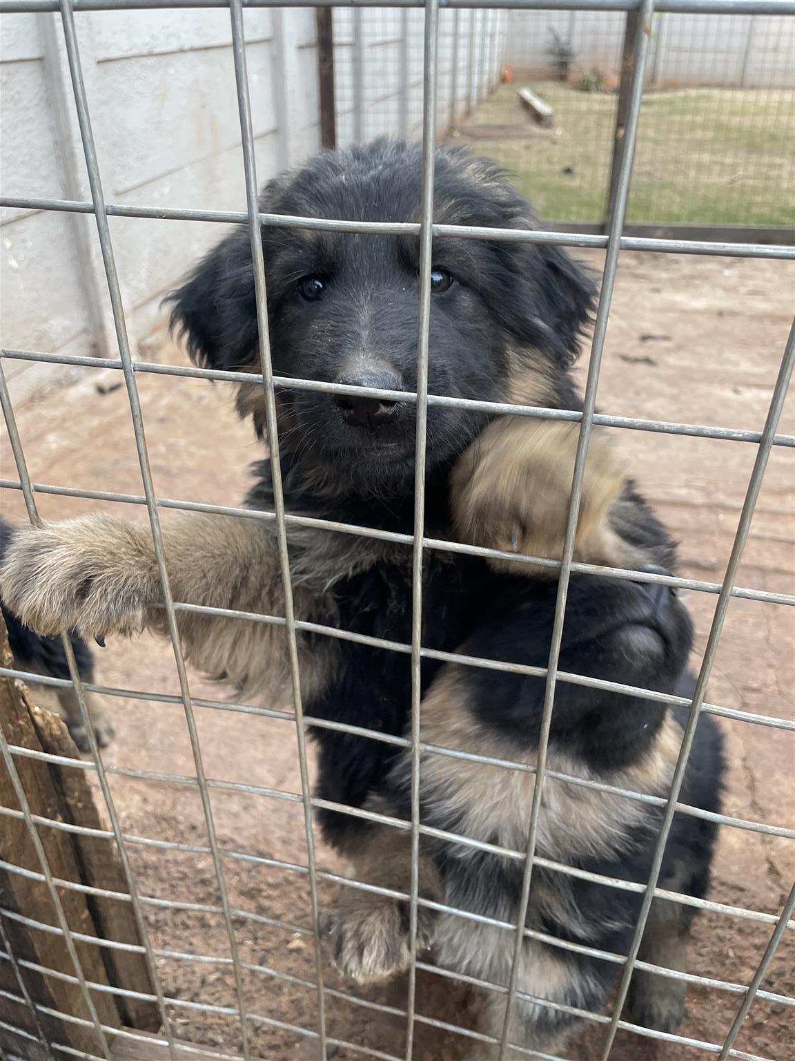 German shepherd puppies | Junk Mail