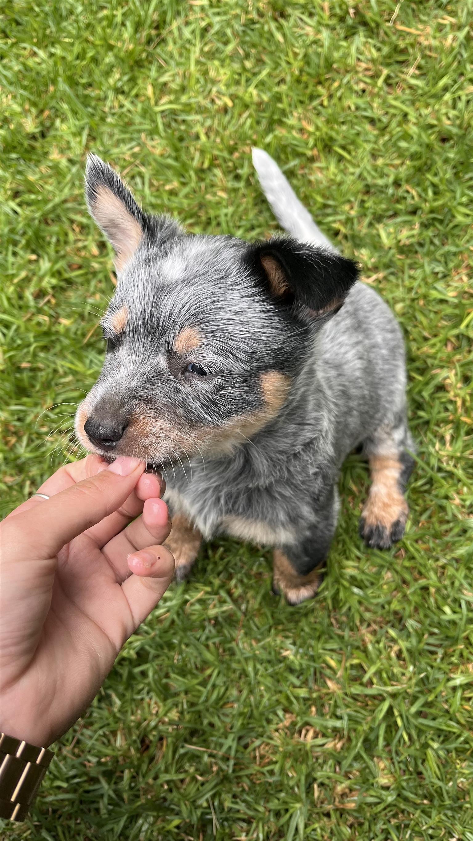 Beeshonde / Australian Cattle Dog | Junk Mail Marketplace
