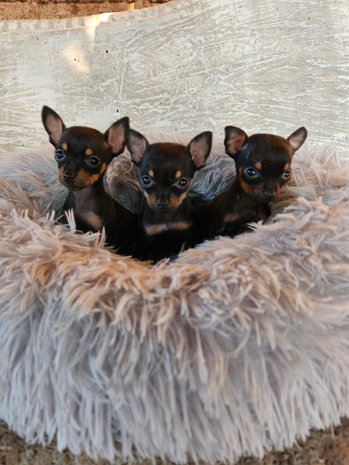 Miniature pincher puppies | Junk Mail Marketplace