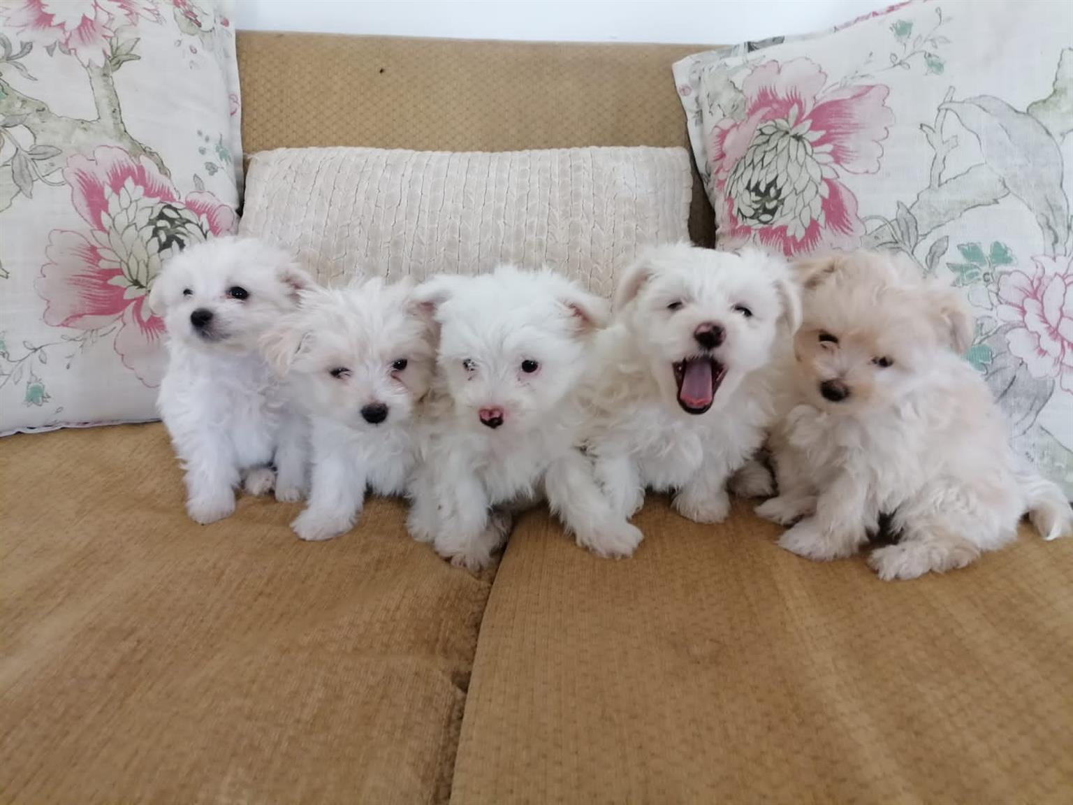Mini Maltese puppies | Junk Mail Marketplace