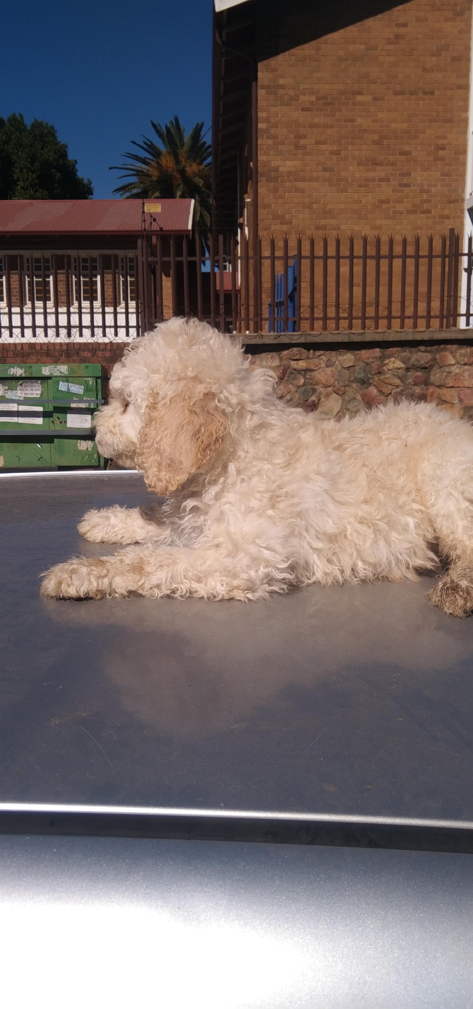 Standard French Poodles | Junk Mail