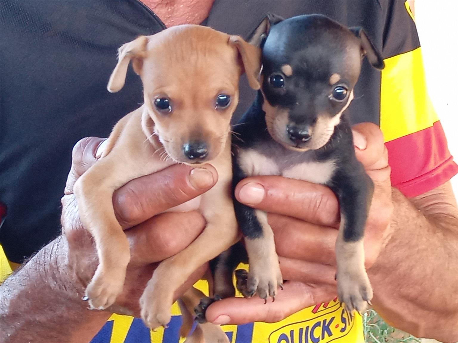 Pure Bred Miniature Doberman Pincher Puppies Junk Mail