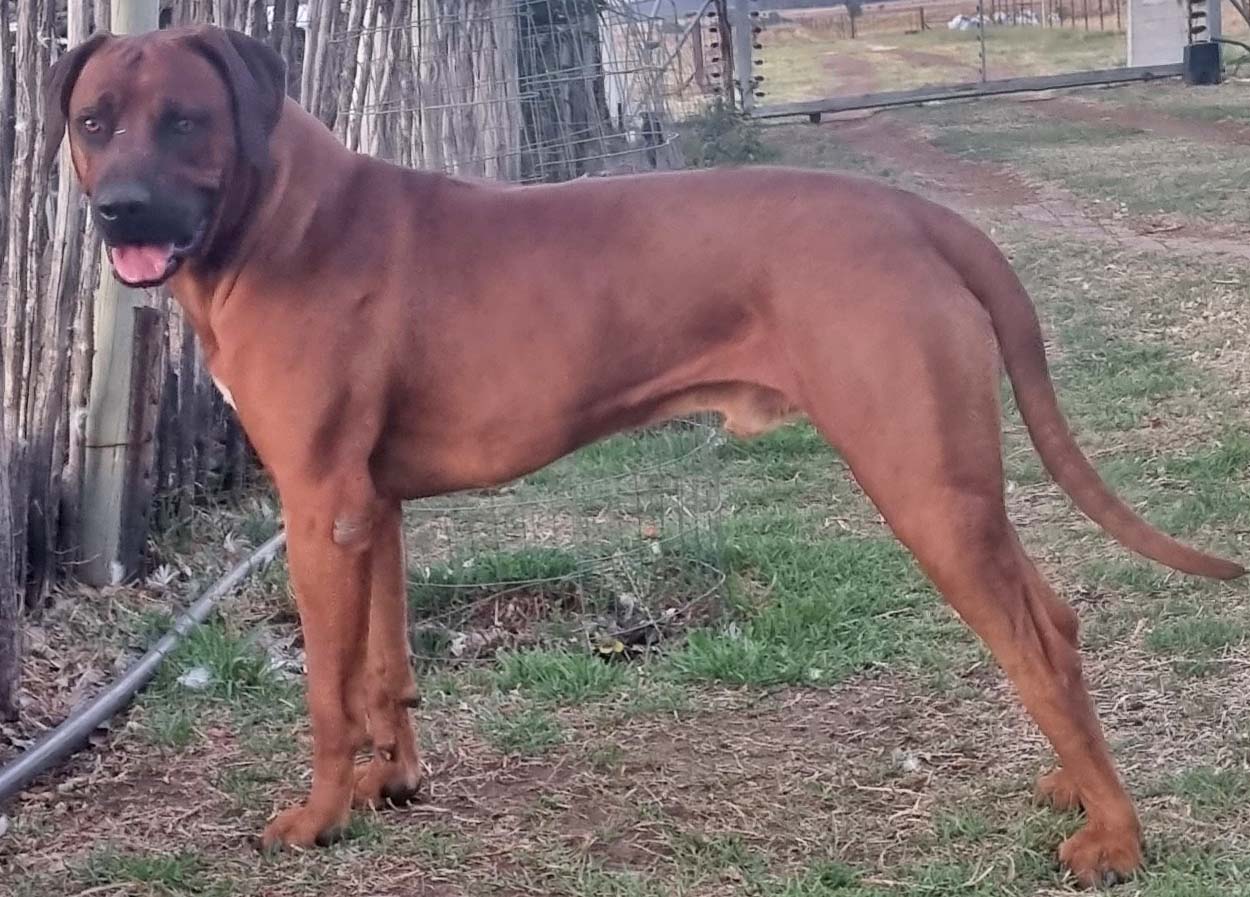 Purebred Rhodesian Ridgeback puppies for sale | Junk Mail