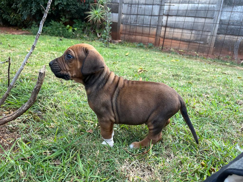 Rhodesian ridgeback puppies | Junk Mail