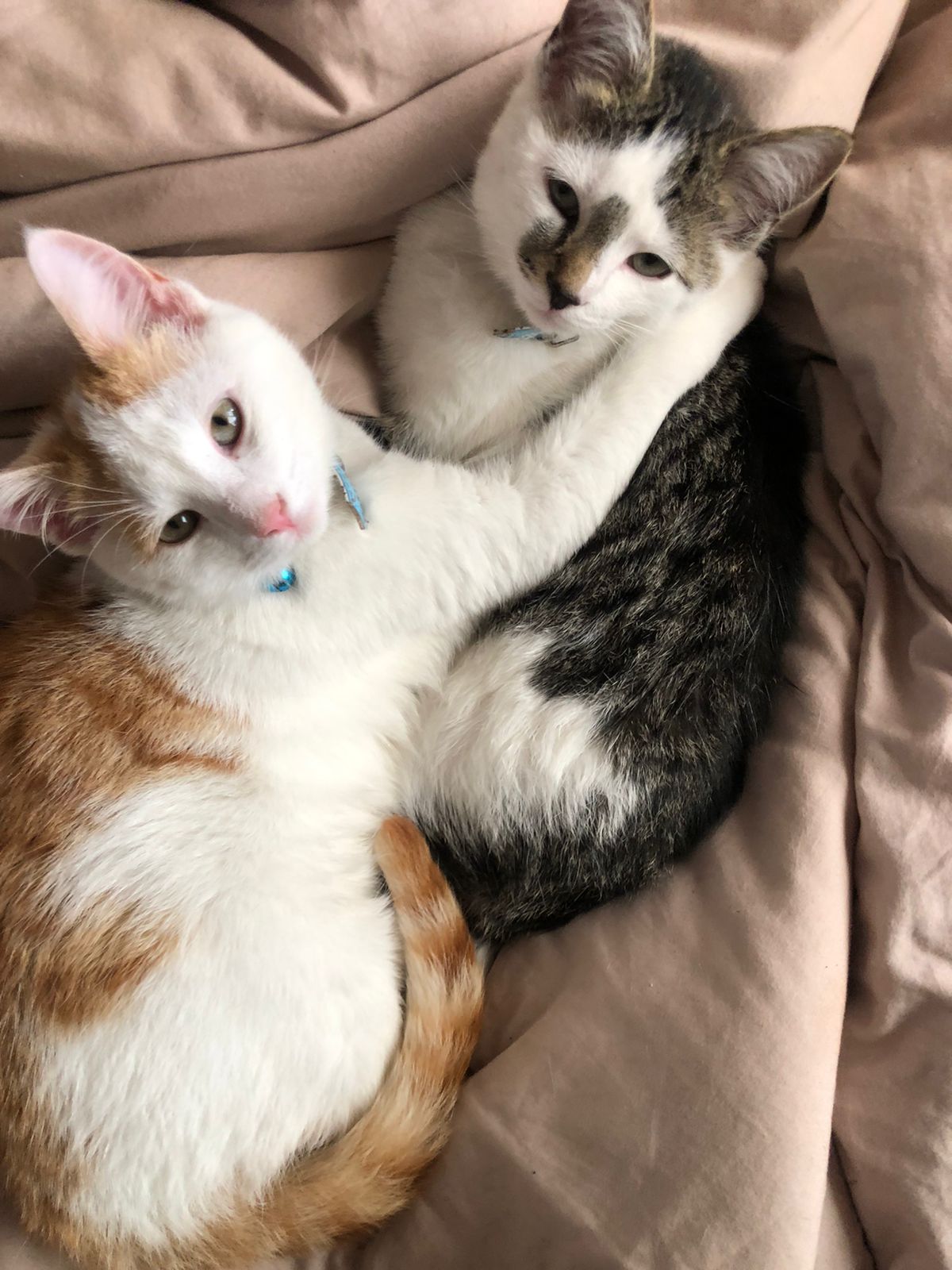 Beautiful cat boys | Junk Mail Marketplace