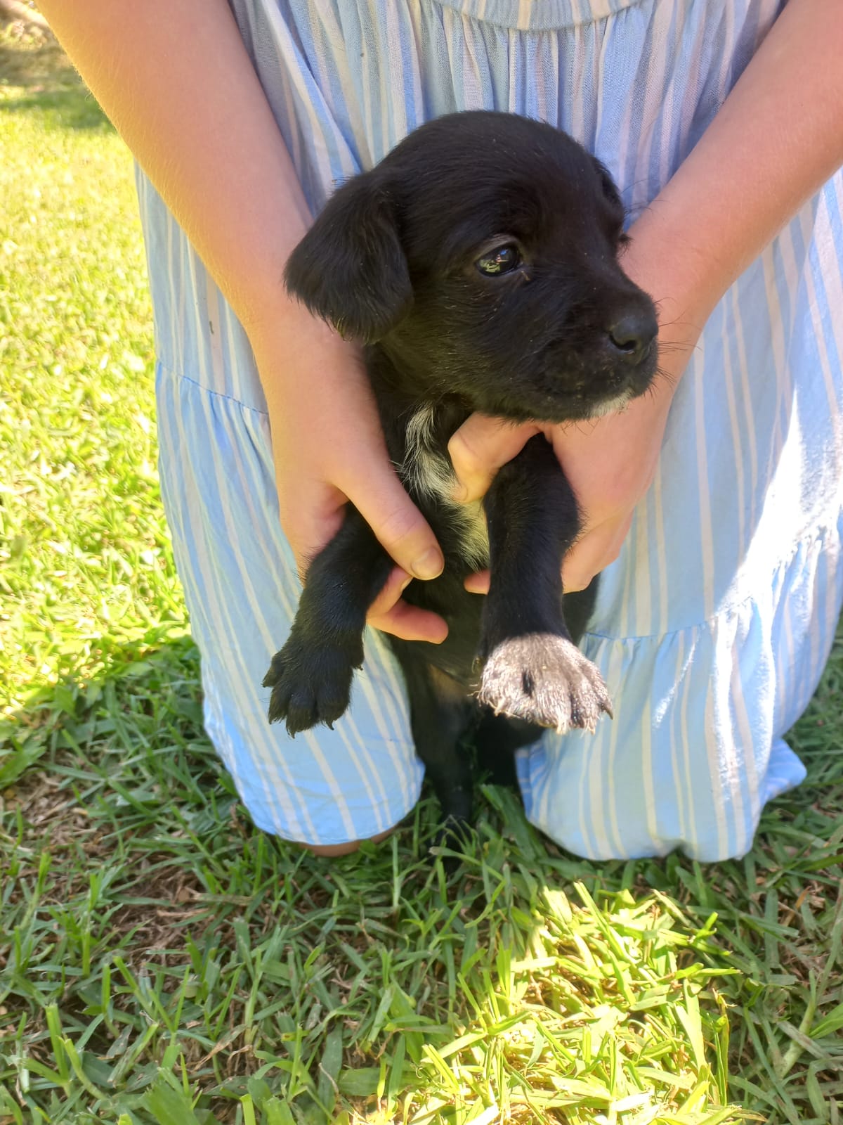 Puppies:Belgian Malinois x American Spaniel | Junk Mail