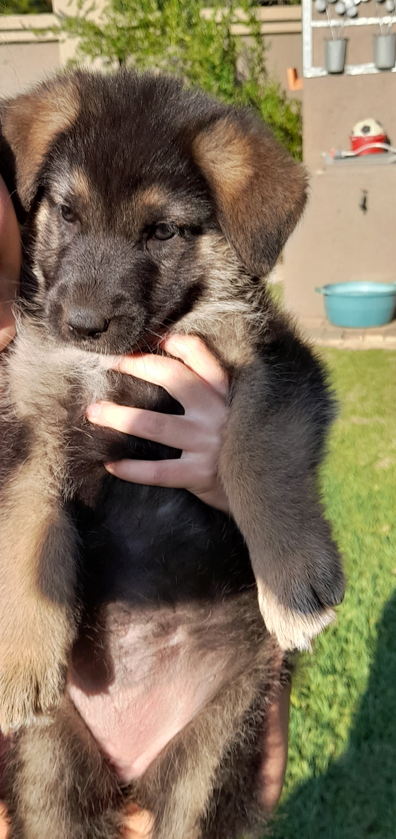 German Shepherd puppies looking for loving homes | Junk Mail
