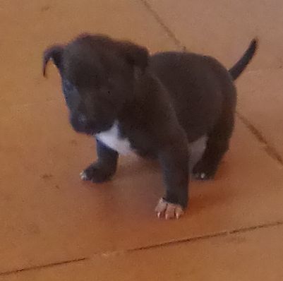 Labrador X long leg Fox Terrier puppies | Junk Mail Marketplace