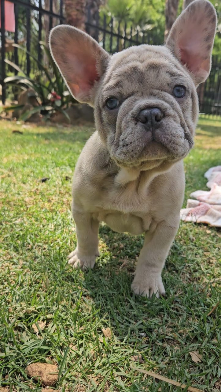 Beautiful Frenchie / French Bulldog puppies for sale | Junk Mail ...