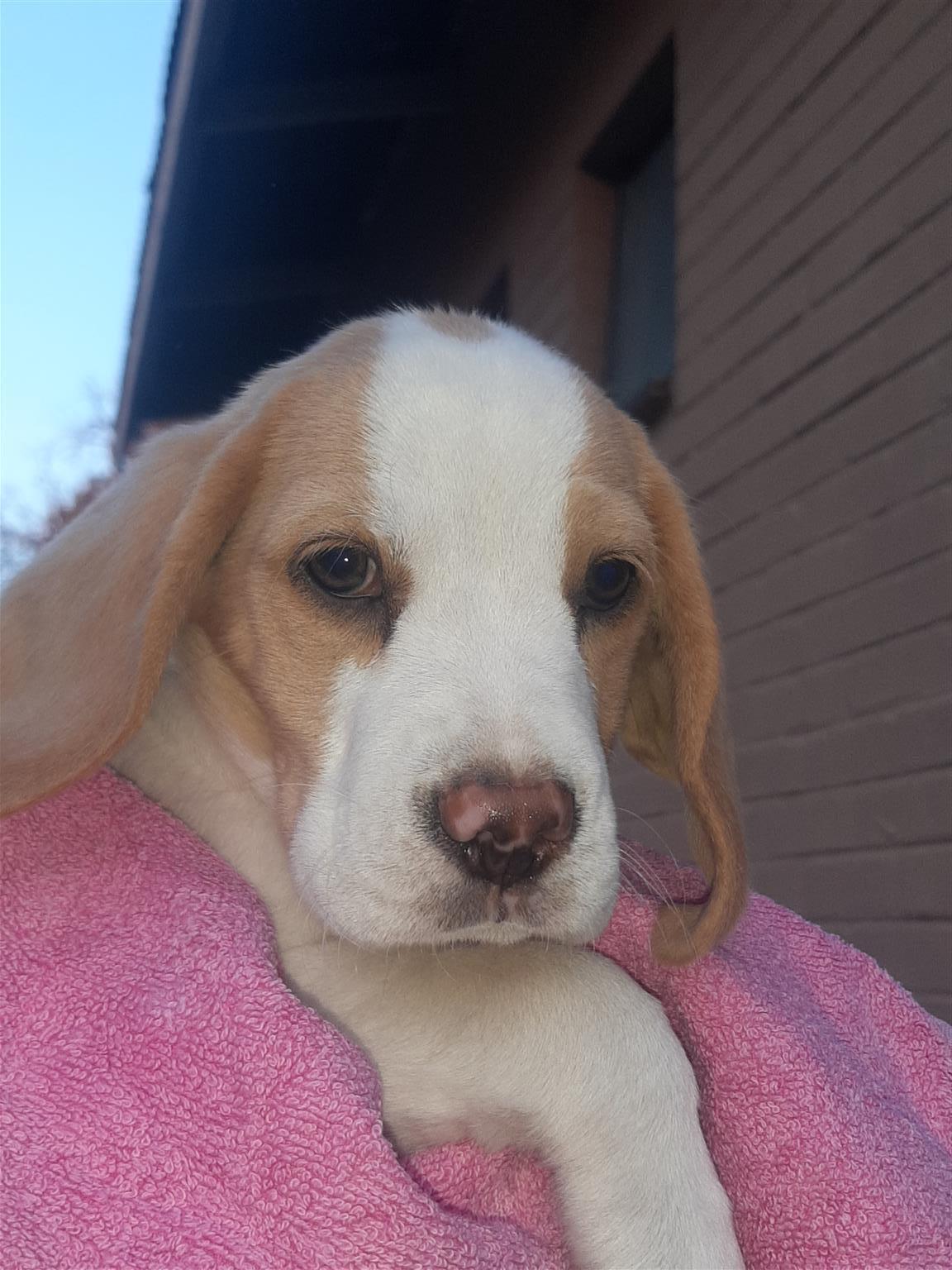 Lemon Beagle Puppies | Junk Mail