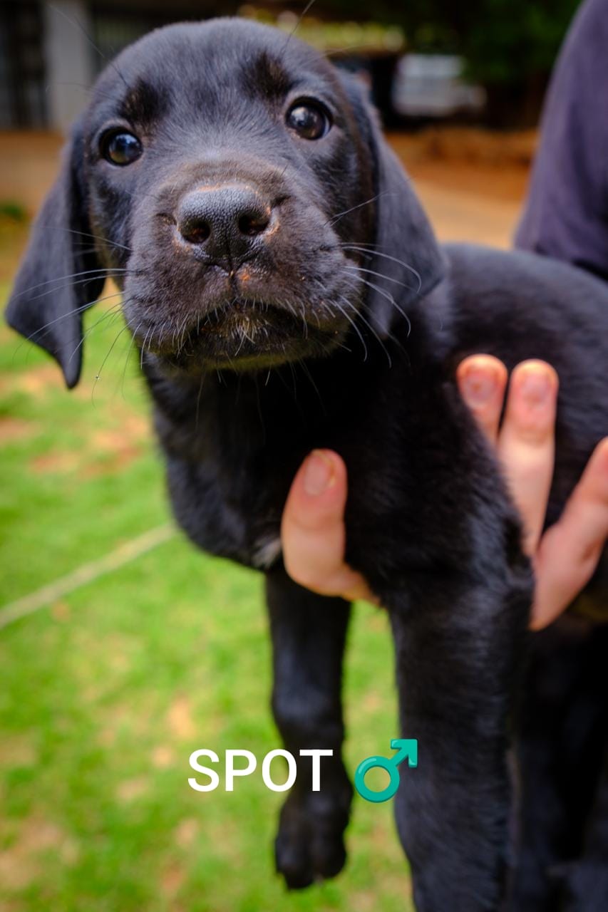 Weiler-Dane (Rottweiler X Great Dane) puppies | Junk Mail Marketplace