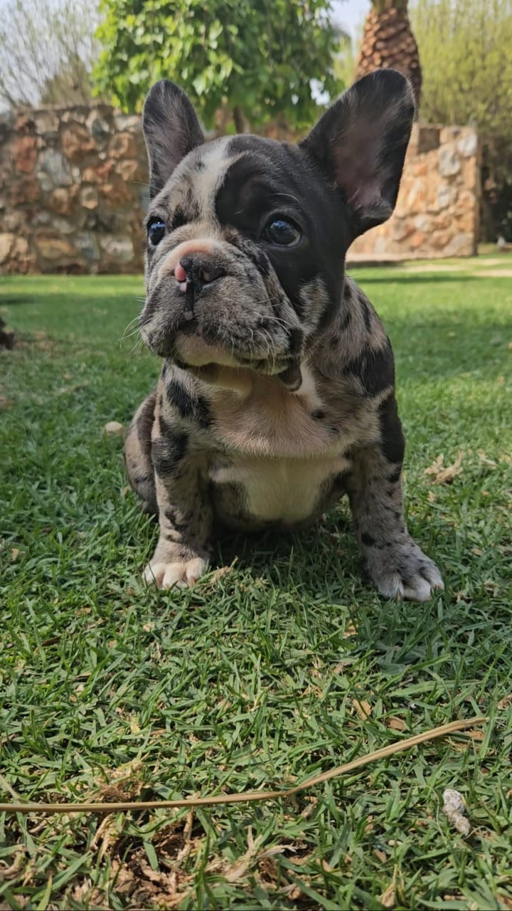 Beautiful Frenchie / French Bulldog puppies for sale | Junk Mail ...