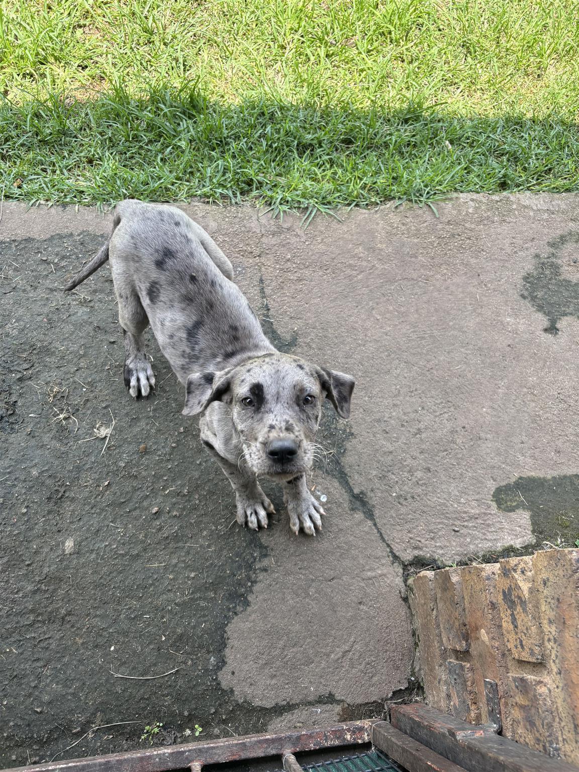 Female Great dane puppy 8 weeks old | Junk Mail Marketplace