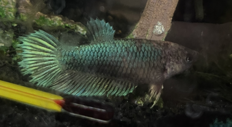 Female and Male adult fish Bettas for sale | Junk Mail Marketplace