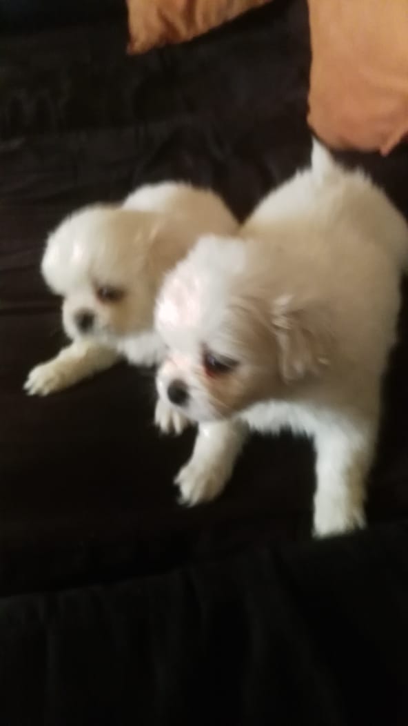 Peekapoo puppies | Junk Mail