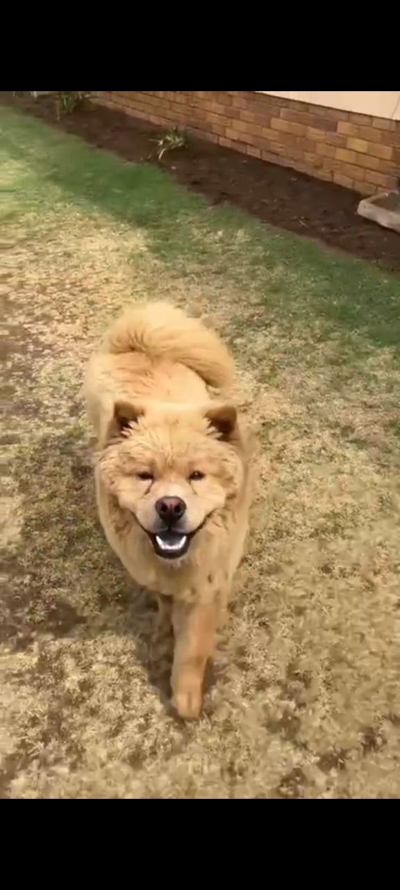 Chow Chow puppy | Junk Mail Marketplace