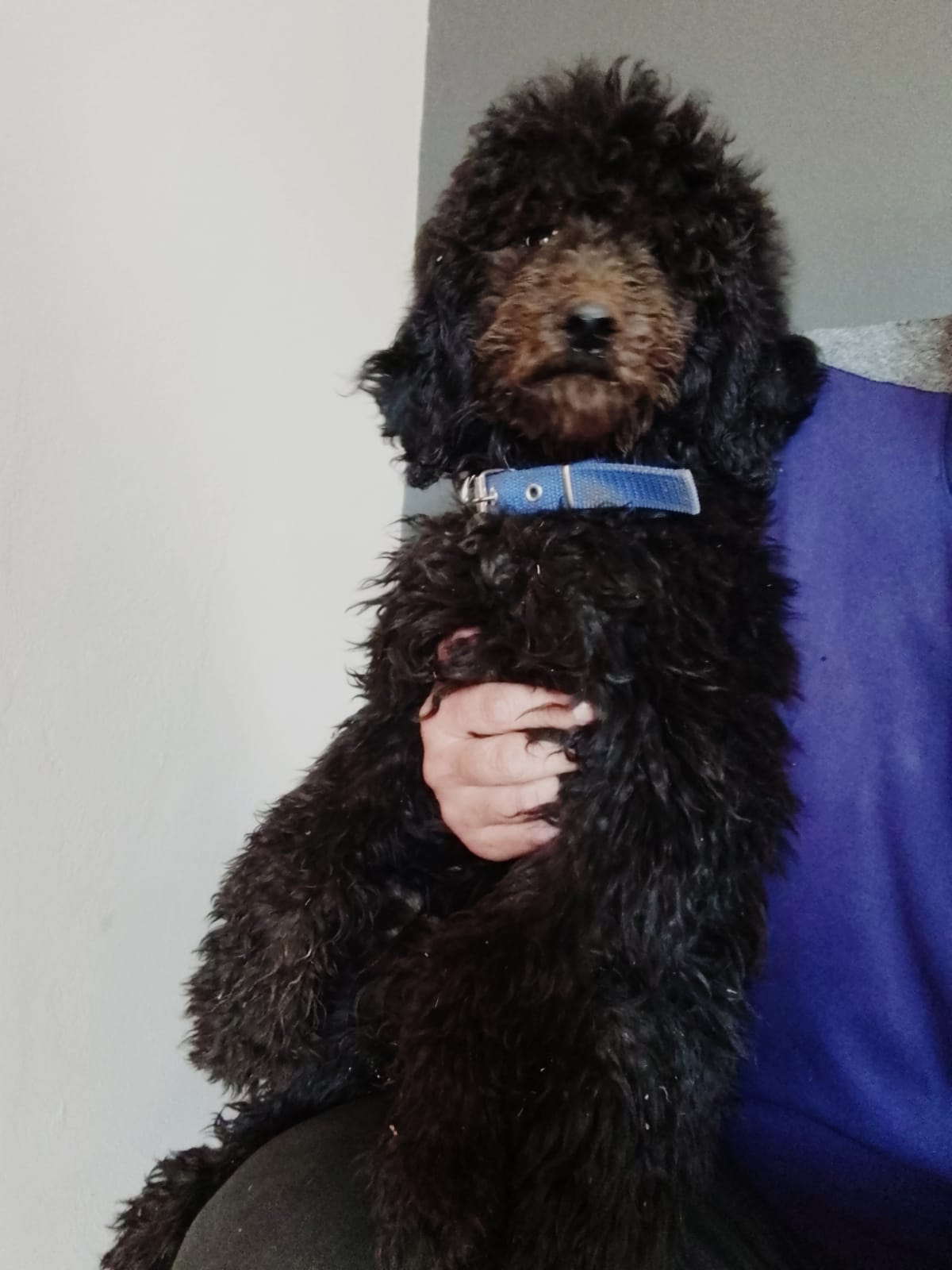 Standard French poodles | Junk Mail