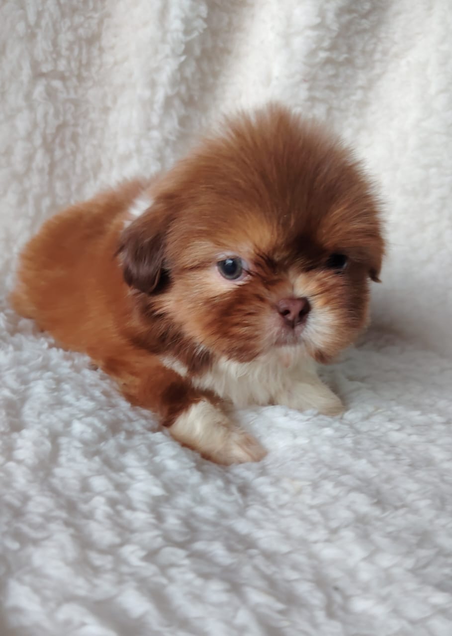 Stunning liver nose Shih Tzu male available | Junk Mail Marketplace