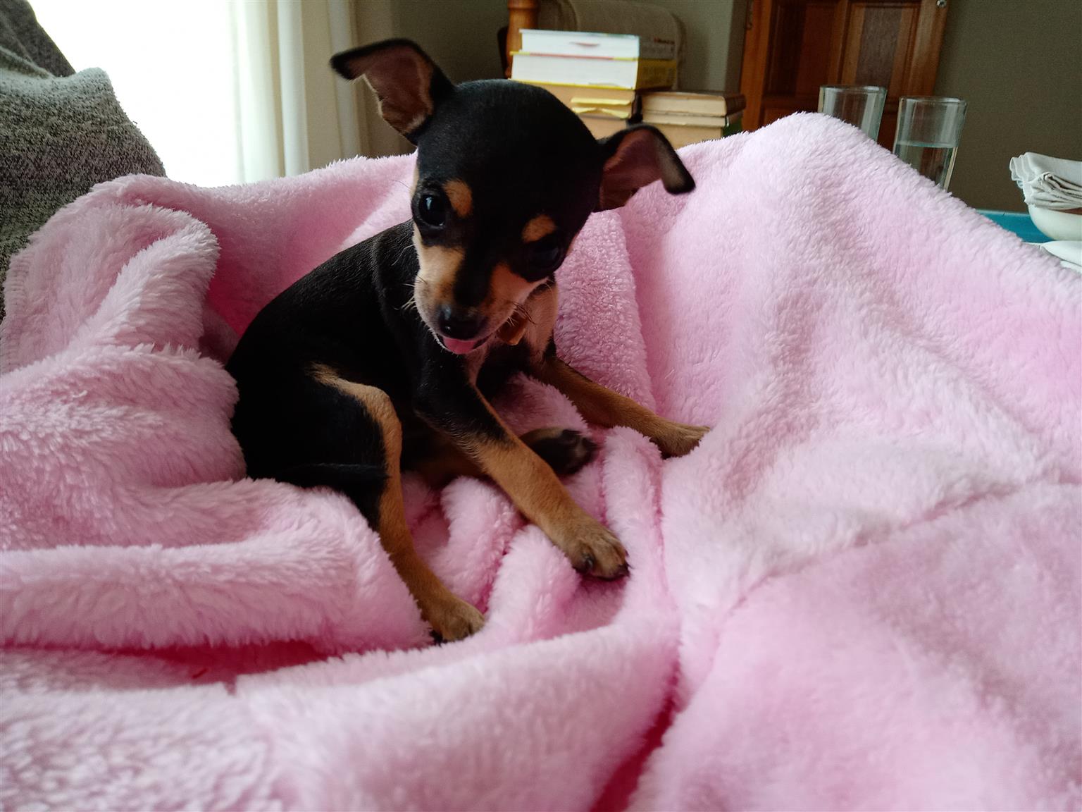 Pure Bred Miniature Doberman Pincher Puppies Junk Mail