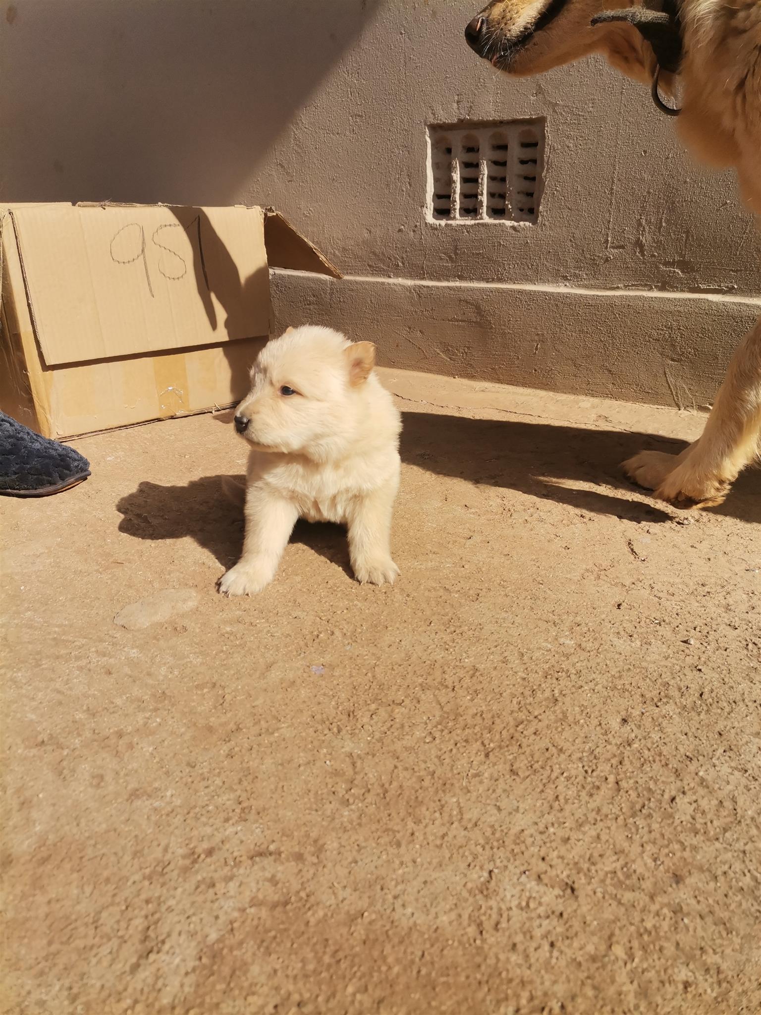 German shepherd puppies | Junk Mail