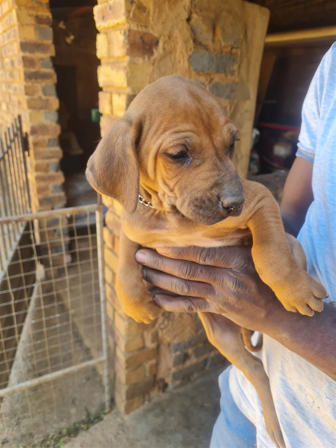 Rhodesian Ridgeback puppies | Junk Mail Marketplace