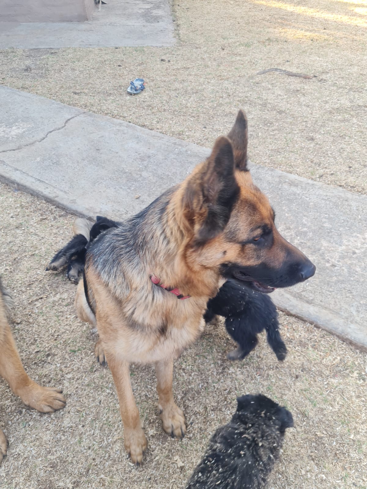 Pure bred German Shepherd | Junk Mail