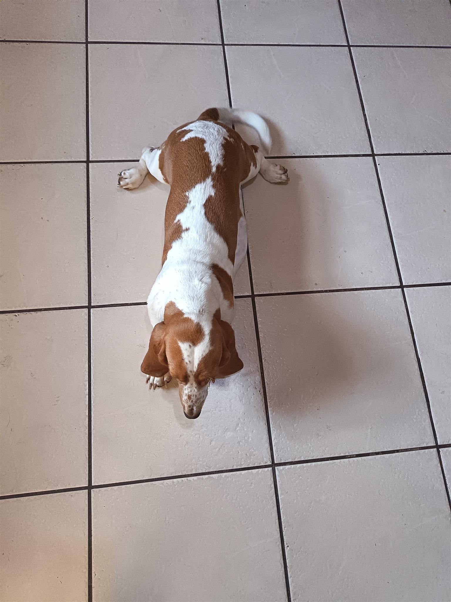 Basset puppies te koop | Junk Mail Marketplace