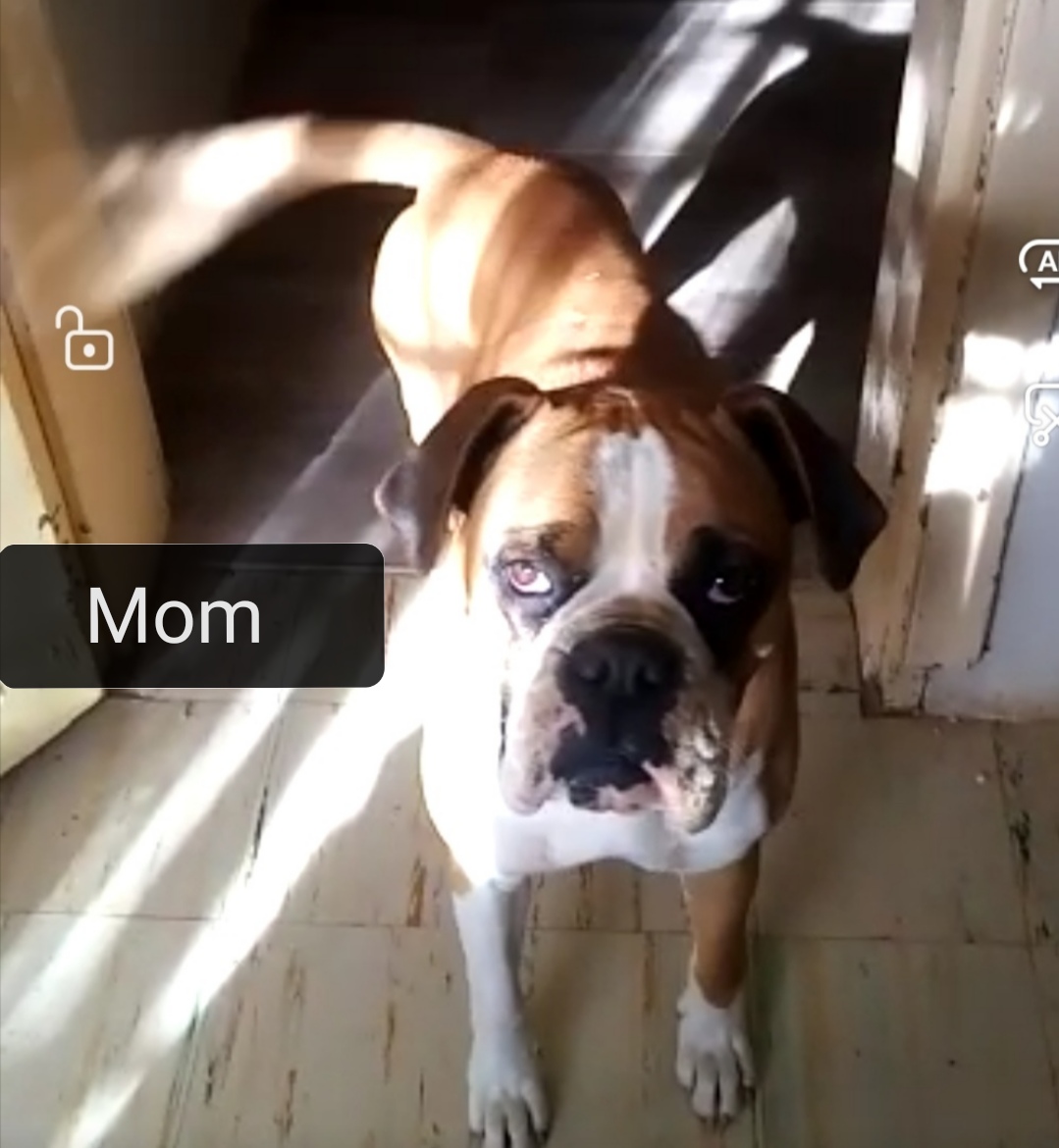 Pure Bred Boxer puppies | Junk Mail Marketplace