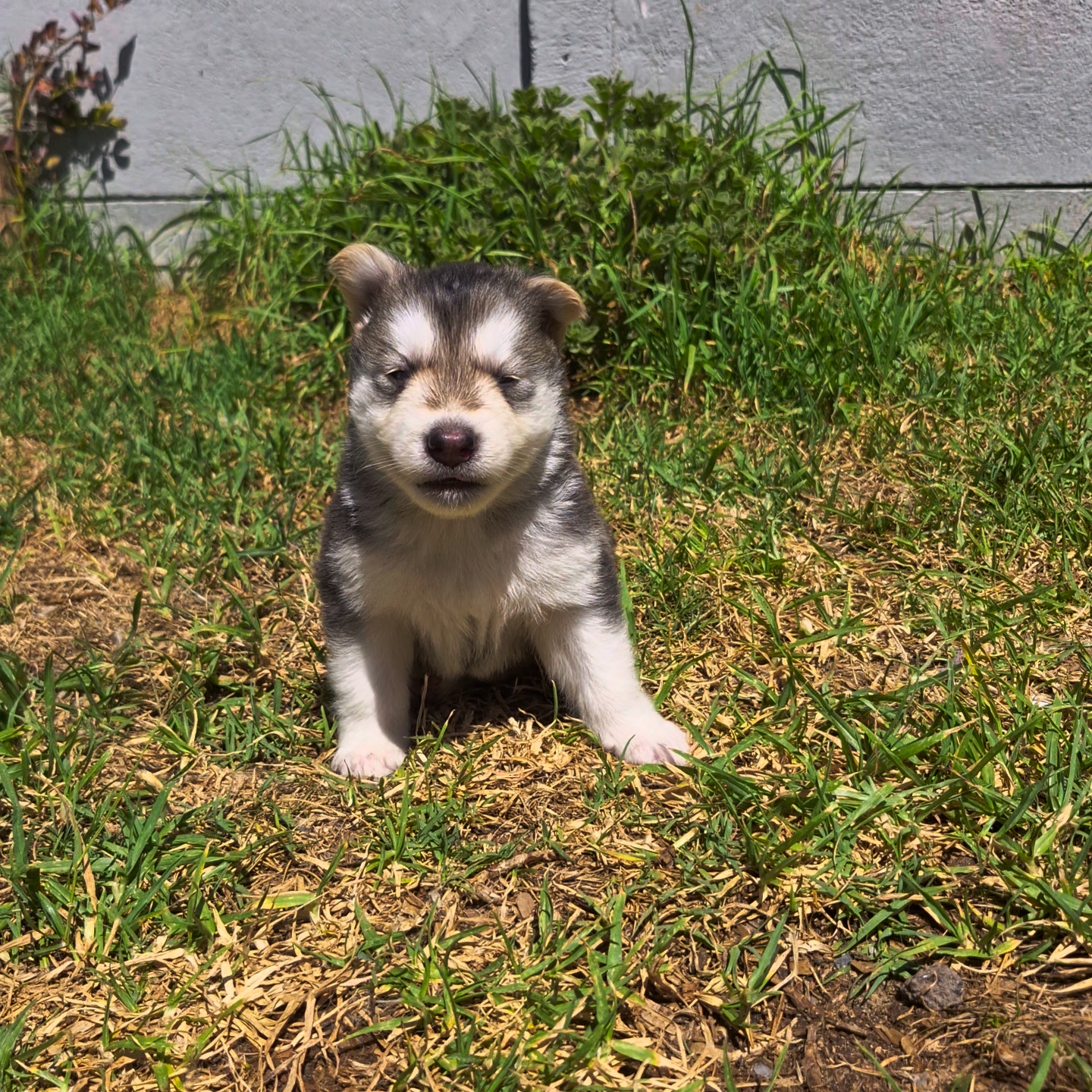 Pure breed husky puppies | Junk Mail Marketplace
