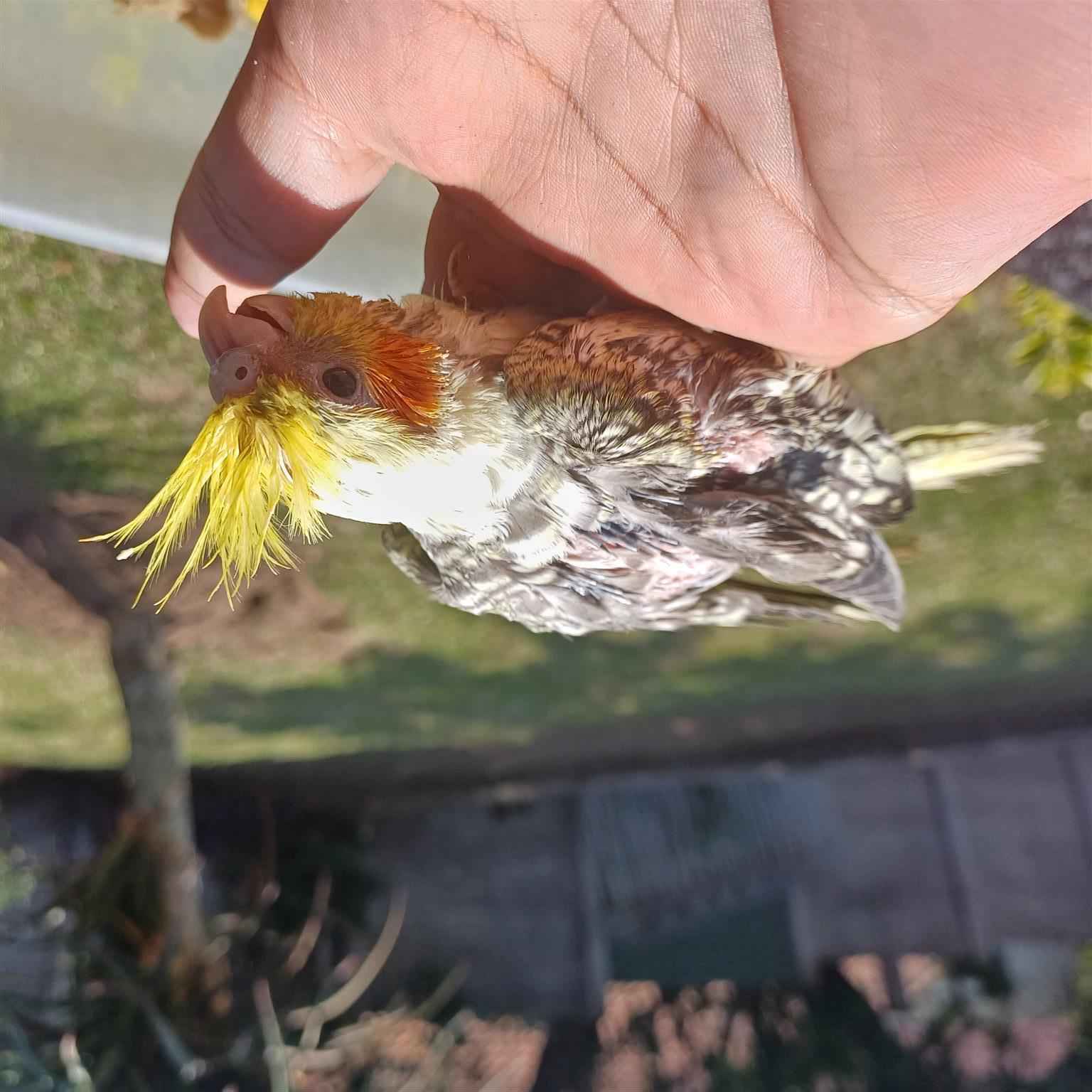 Hand reared cockatiels | Junk Mail Marketplace