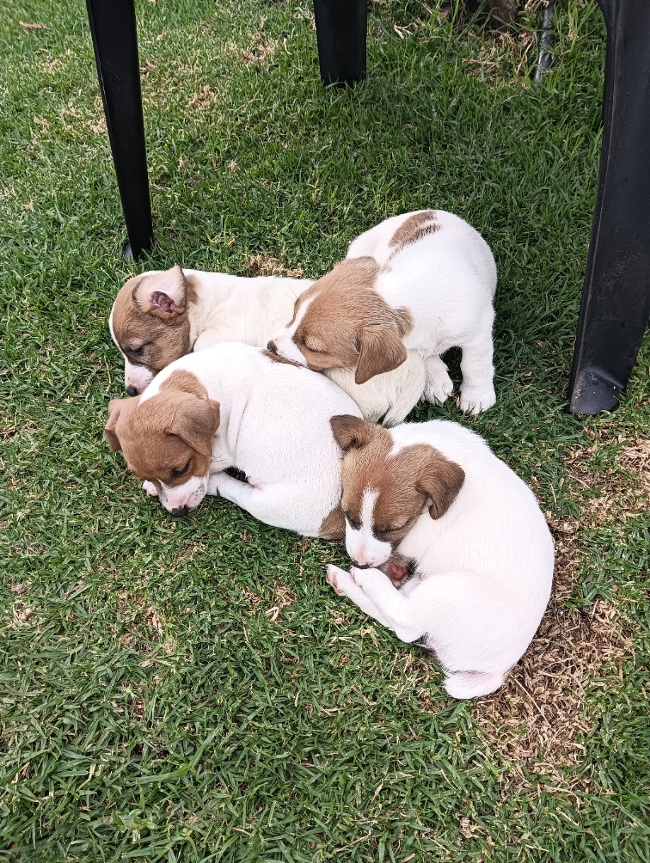 Short leg JR puppies for sale. 8 Weeks old. 4x females and 1x male ...