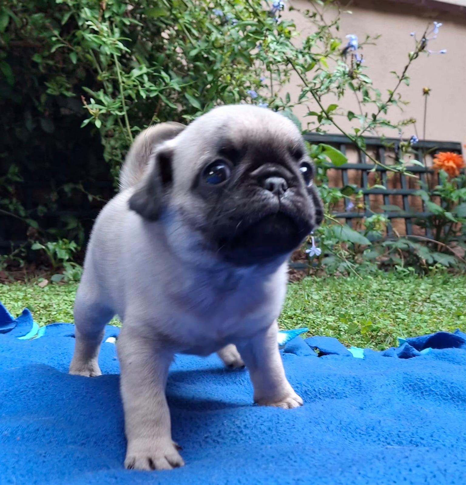 Pure Bred Pug Puppies | Junk Mail Marketplace