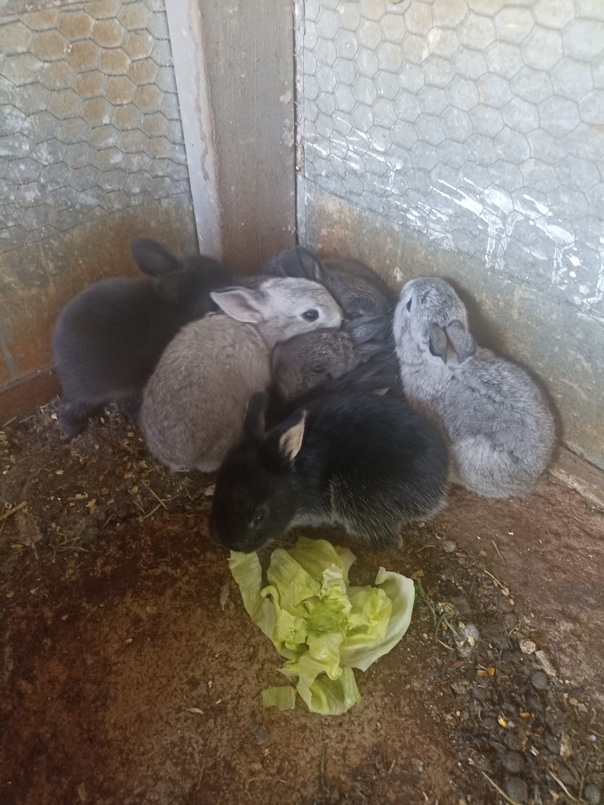 Beautiful Baby Rabbits for sale | Junk Mail Marketplace