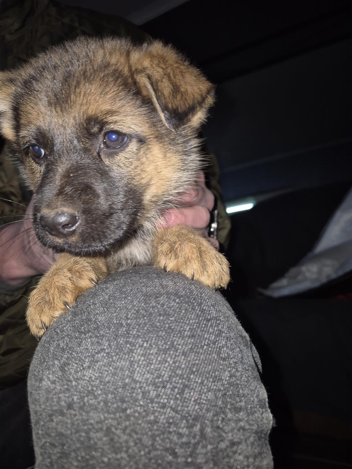 German shepard puppies | Junk Mail Marketplace