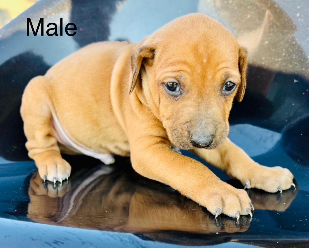 Rhodesian ridgeback puppies | Junk Mail Marketplace