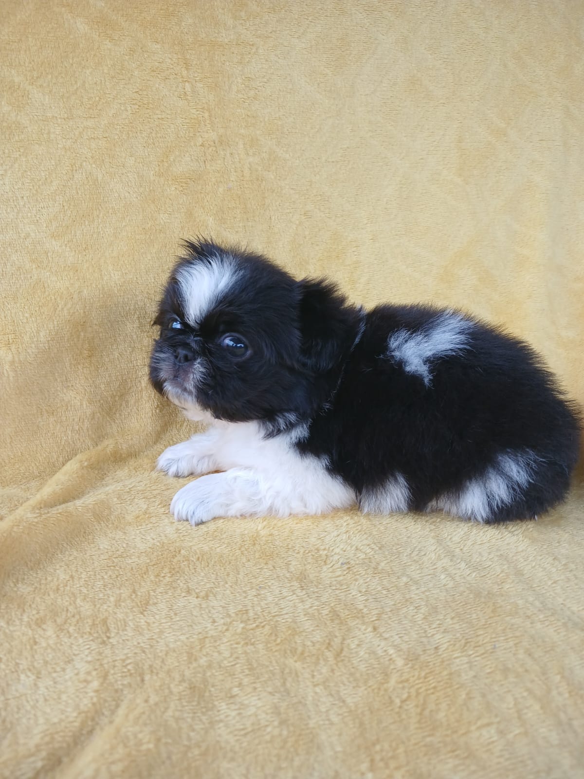 Pure Bred Pekingese | Junk Mail