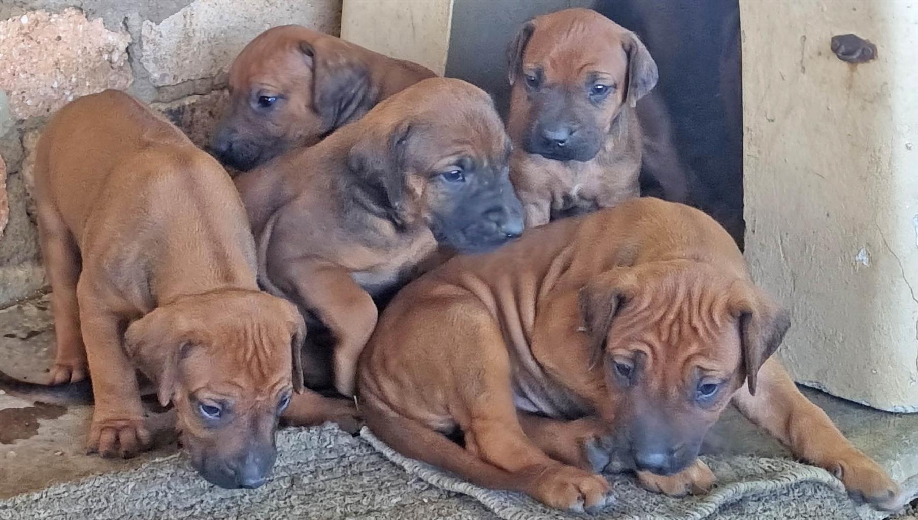Purebred Rhodesian Ridgeback puppies for sale | Junk Mail